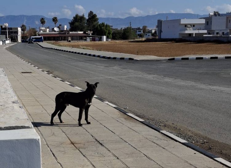 ΡΕΠΟΡΤΑΖ: Ανάστατη η Κοκκινοτριμιθιά από αγέλες σκύλων - Αδυναμία ...